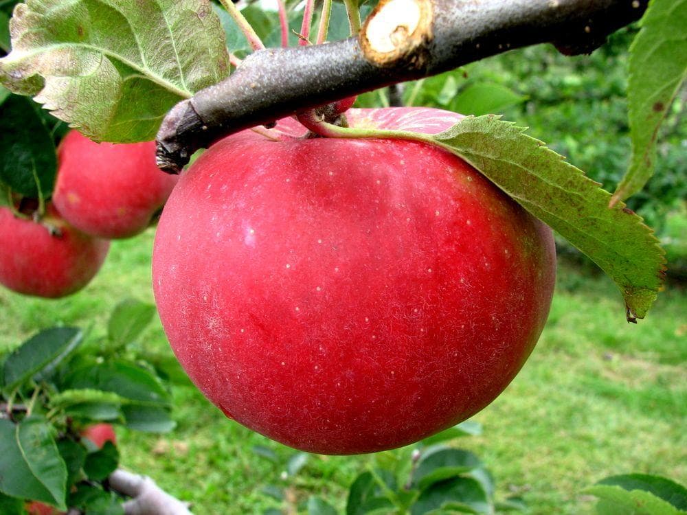 A List Of Every Official US State Fruit