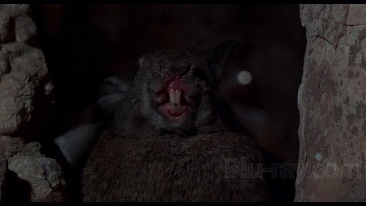 The Scariest Bunnies From Movies, Ranked By Hopping Horror