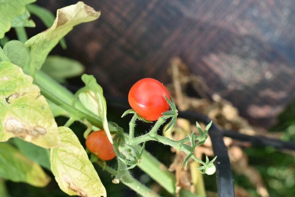 A List Of Every Official US State Fruit