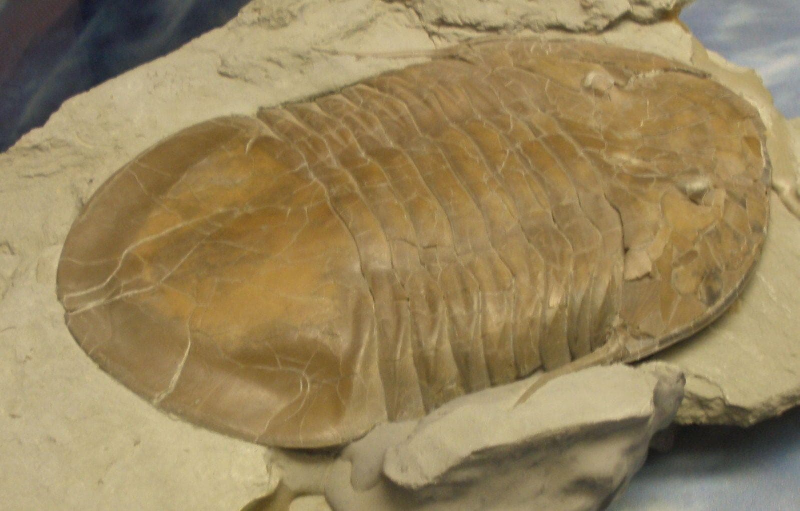 The Official Fossil From Every U.S. State
