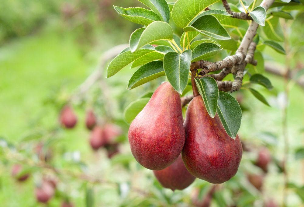 A List Of Every Official US State Fruit