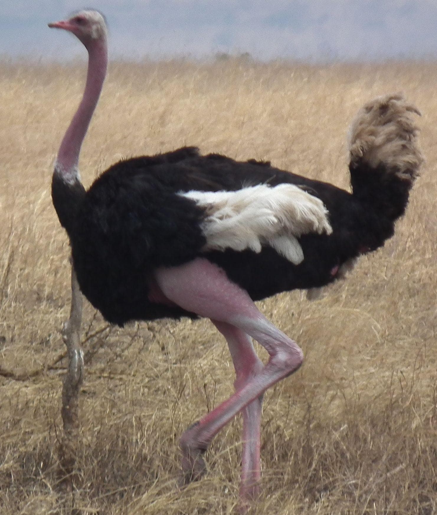 Scariest Birds List | Types of Scary Bird Species