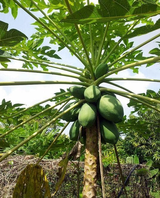 What Common Fruits and Vegetables Look Like on the Vine