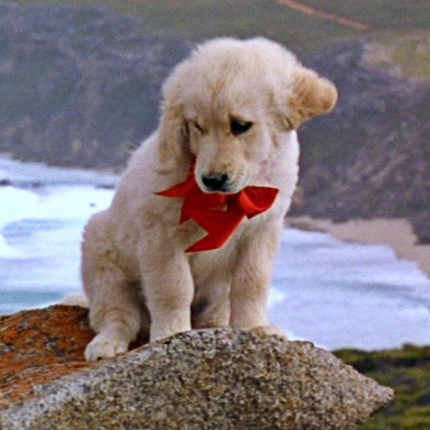 The 13 Best Golden Retriever Movies And Shows, Ranked