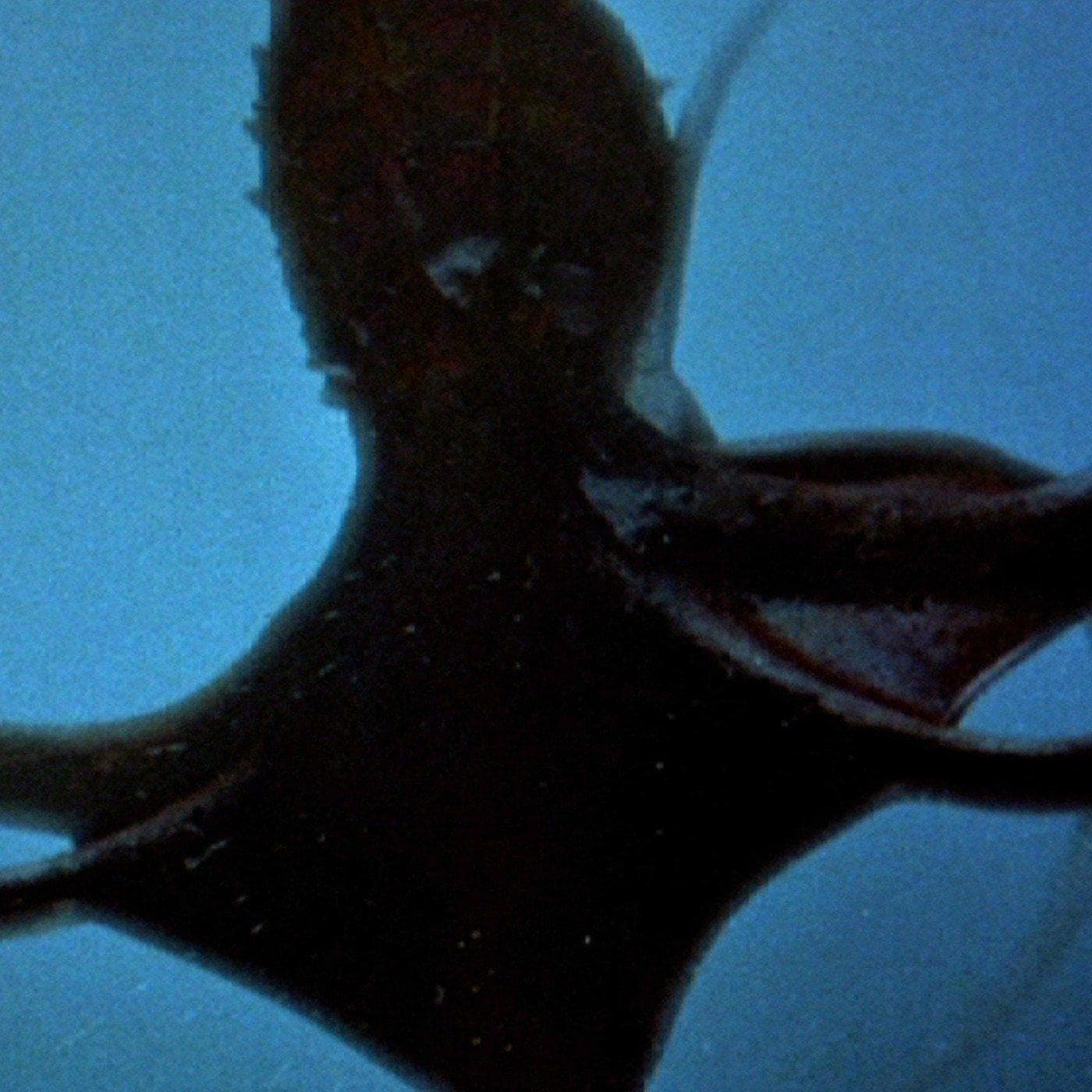 The Best Horror Movies That Begin With O, Ranked By Fans