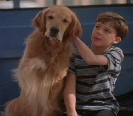 The 13 Best Movies & Shows With Golden Retrievers, Ranked