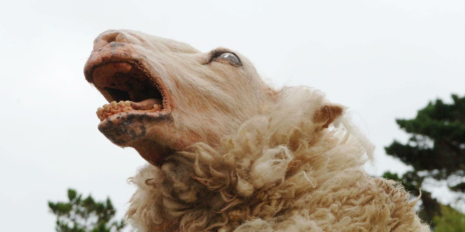 12 Horror Movies With Gnarly People-To-Animal Transformations