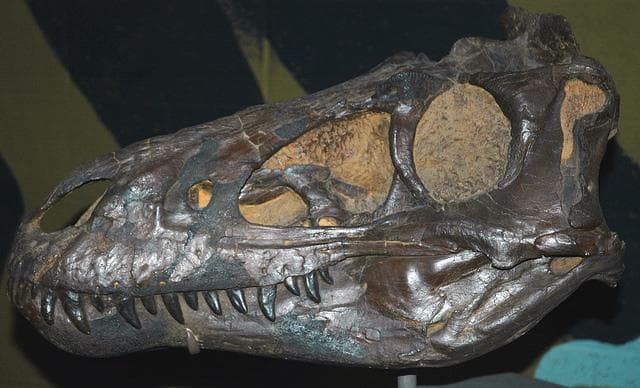 Famous Paleontologists | List of the Top Well-Known Paleontologists