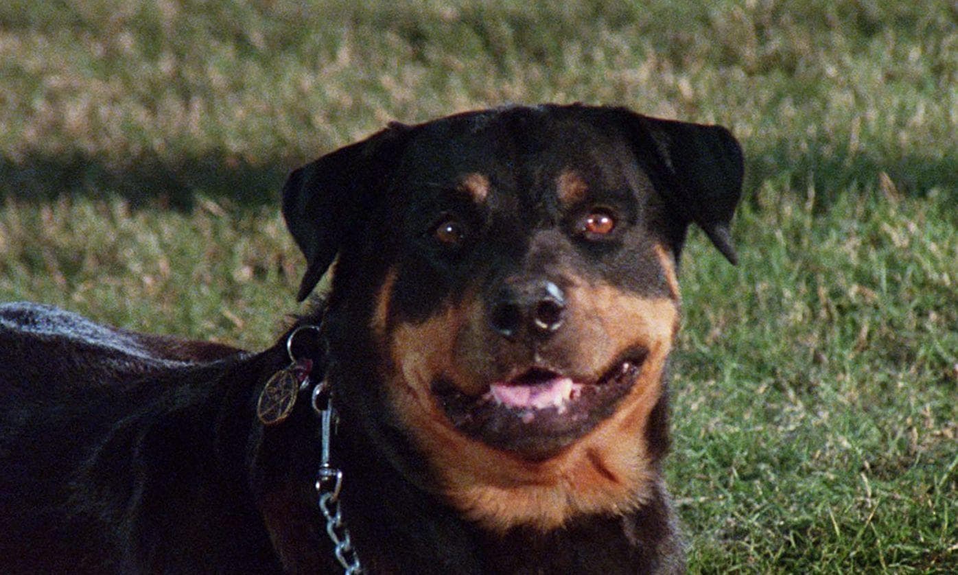 The Most Demonic Dogs From Movies, Ranked