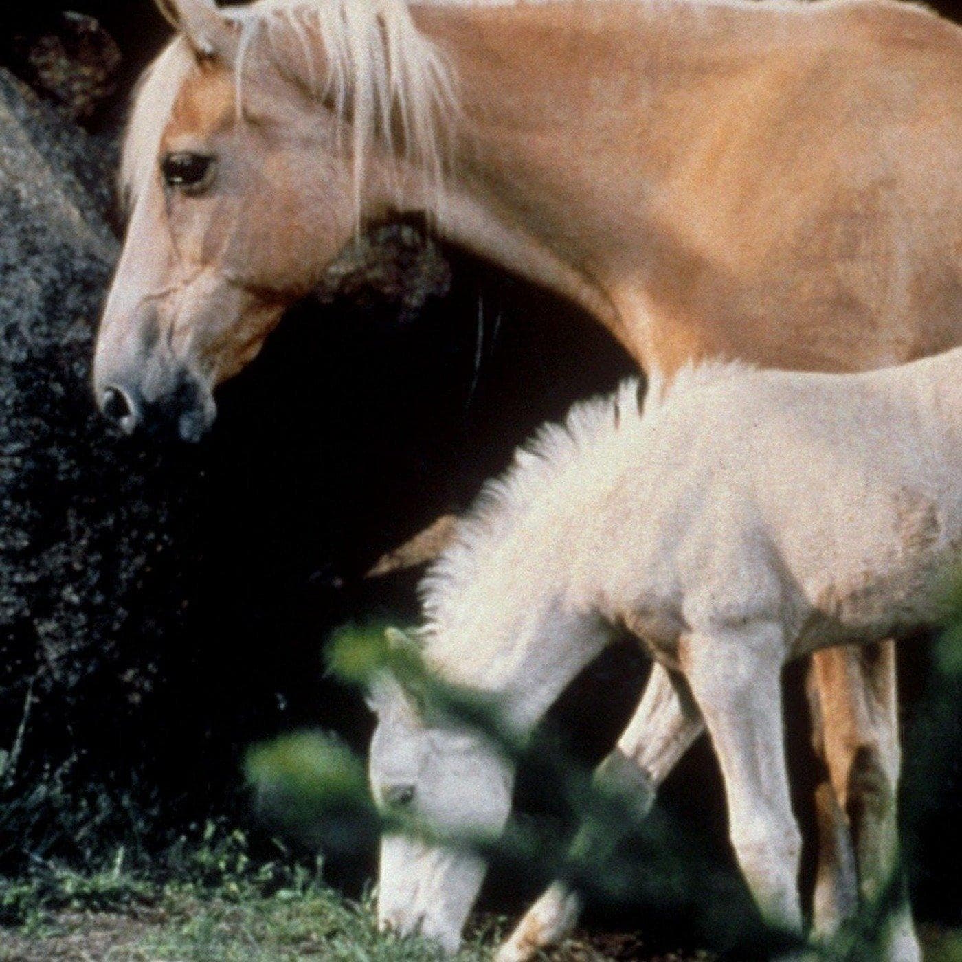 The 60+ Best Movies With Silver in the Title, Ranked