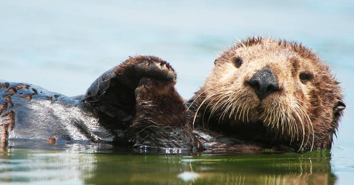 Otters Are Not Here For Your Cute Memes - They're Bloodthirsty Terrorists