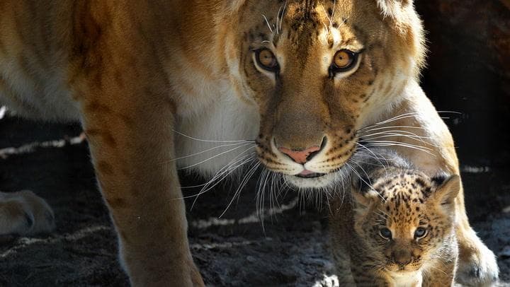 15 Weird Animal Crossbreeds That Actually Exist
