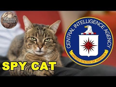 The CIA Once Tried To Train A Spy Cat And It Immediately Got Run Over ...