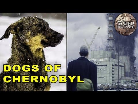 Hundreds Of Dogs And Puppies Live In Chernobyl—And You Can Adopt One